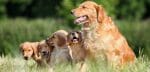 Golden Retriever Size Chart | Growth & Size Chart