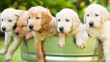 Golden Retriever Size Chart | Growth & Size Chart