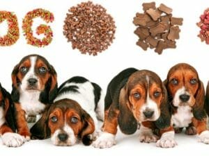 German Shorthaired Pointer Growth Chart | GSP Weight & Size