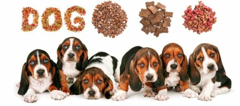 Basset Hound Growth Chart | Weight And Size Chart