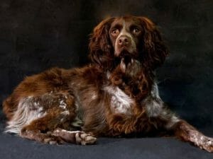 German Shorthaired Pointer Growth Chart | GSP Weight & Size