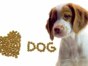 German Shorthaired Pointer Growth Chart | GSP Weight & Size