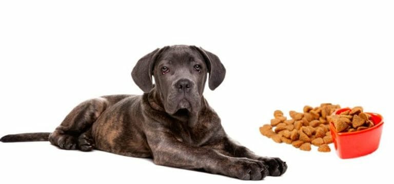How Much To Feed A Cane Corso Puppy | Feeding Chart