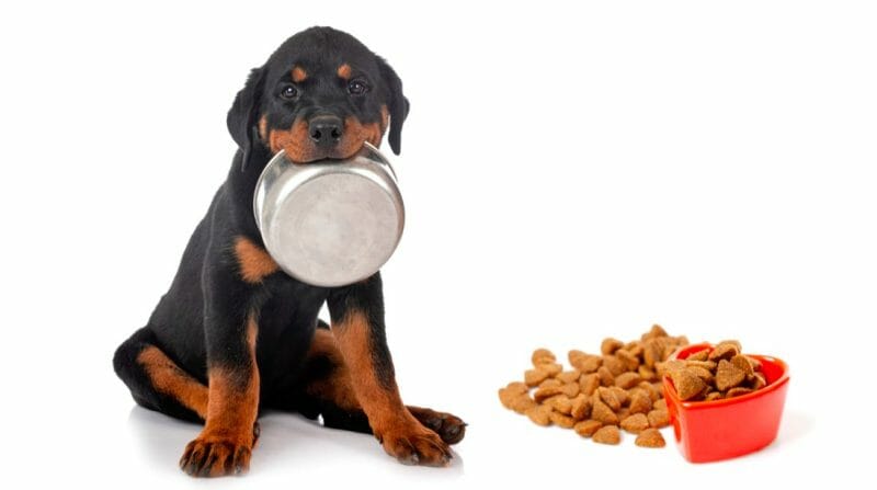 How Much To Feed A Rottweiler Puppy | Feeding Chart