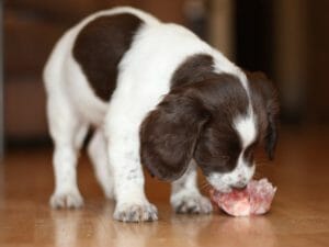 German Shorthaired Pointer Growth Chart | GSP Weight & Size