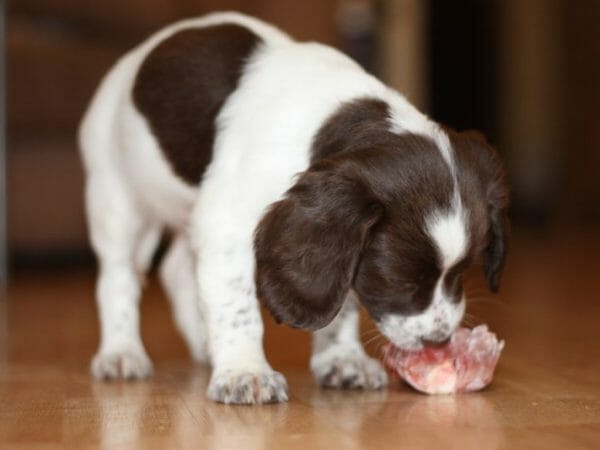 German Shorthaired Pointer Growth Chart | GSP Weight & Size