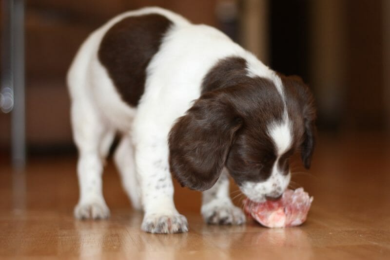 How Much To Feed A Springer Spaniel Puppy | Feeding Chart