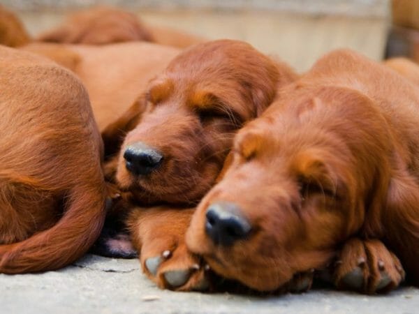 Springer Spaniel Growth Chart – Size & Weight Chart – AllShepherd