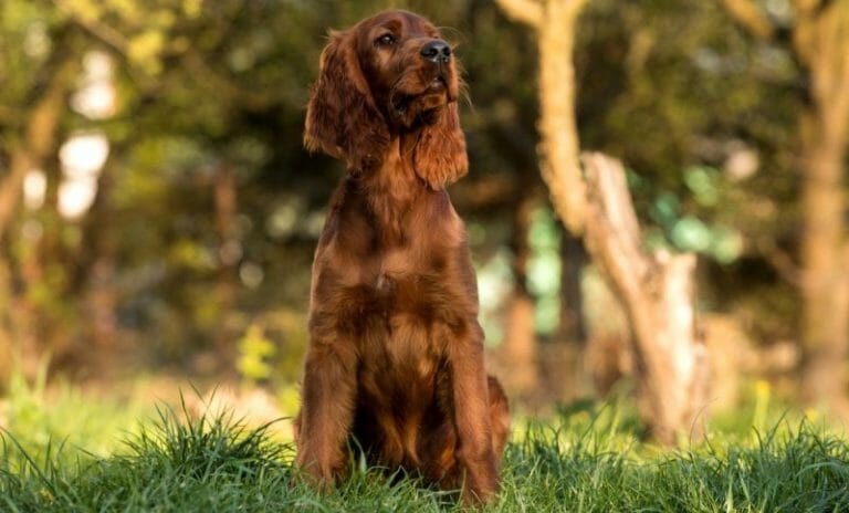 Irish Setter Growth Chart Weight And Size Chart