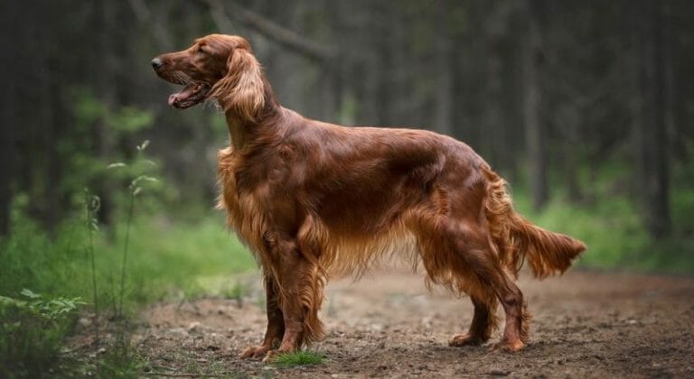 Irish Setter Growth Chart | Weight & Size Chart