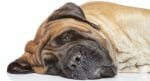 English Mastiff Growth Chart | Weight & Size Chart