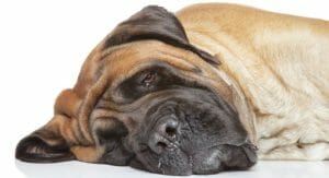 English Mastiff Growth Chart | Weight & Size Chart