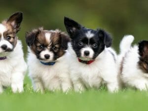 Havanese Growth Chart | Size & Weight Chart