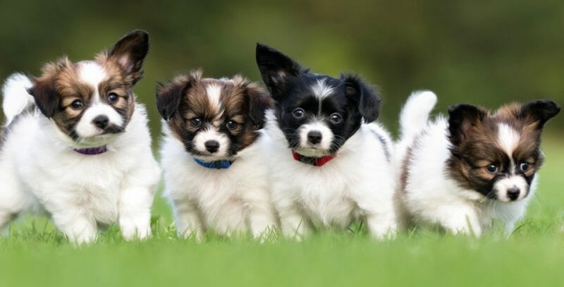 Papillon Growth Chart | Weight & Size Chart