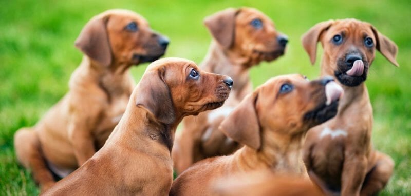 How Much To Feed A Rhodesian Ridgeback Puppy | Feeding Chart