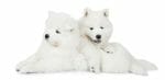 Samoyed Growth Chart | Weight & Size Chart