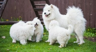 Samoyed Growth Chart | Weight & Size Chart