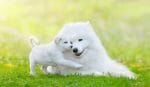 Samoyed Growth Chart | Weight & Size Chart