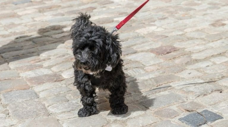 Schnoodle Growth Chart | Size & Weight Chart