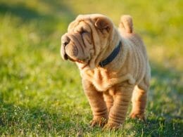 Saint Bernard Growth Chart | St. Bernard Weight & Size