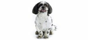 Shih-Poo Growth Chart | Weight & Size Chart