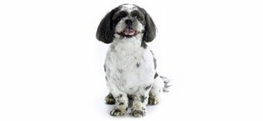 Shih-Poo Growth Chart | Weight & Size Chart