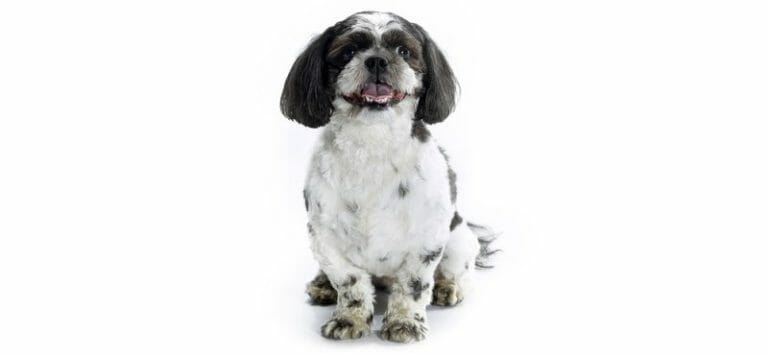 Shih-Poo Growth Chart | Weight & Size Chart