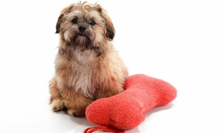 Shih-Poo Growth Chart | Weight & Size Chart