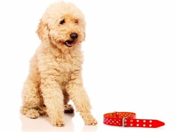 Sheepadoodle Growth Chart | Size & Weight Chart