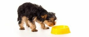 How Much To Feed A Yorkie Puppy | Feeding Chart