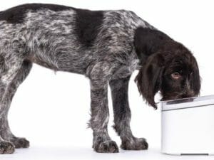 Springer Spaniel Growth Chart | Size & Weight Chart