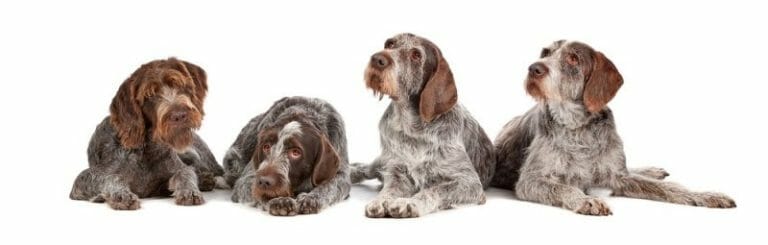 German Wirehaired Pointer Growth Chart | Weight & Size Chart