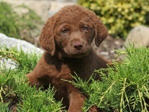 German Shorthaired Pointer Growth Chart | GSP Weight & Size