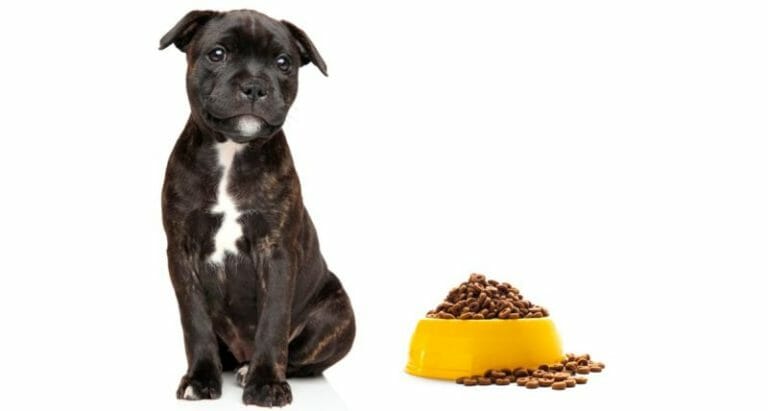 How Much To Feed A Staffordshire Bull Terrier Puppy