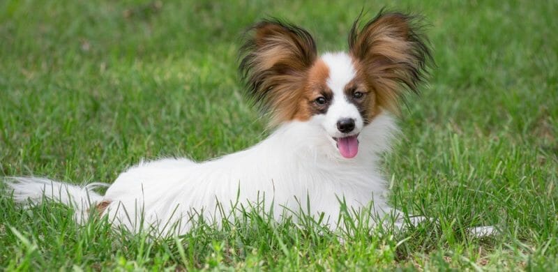 Papillon Growth Chart | Weight & Size Chart