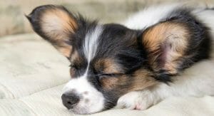 Papillon Growth Chart | Weight & Size Chart