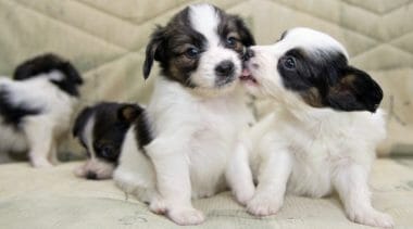 Papillon Growth Chart | Weight & Size Chart