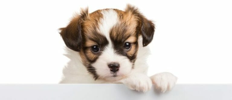 Papillon Growth Chart | Weight & Size Chart