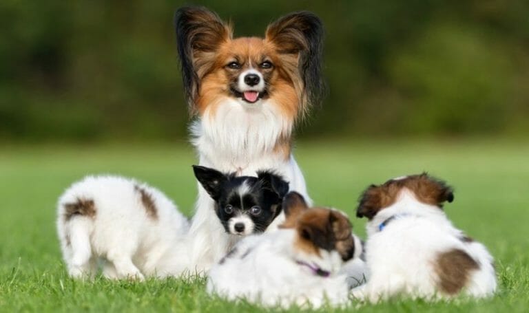 Papillon Growth Chart | Weight & Size Chart