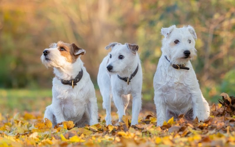 7 Common Dog Behaviors And What They Mean