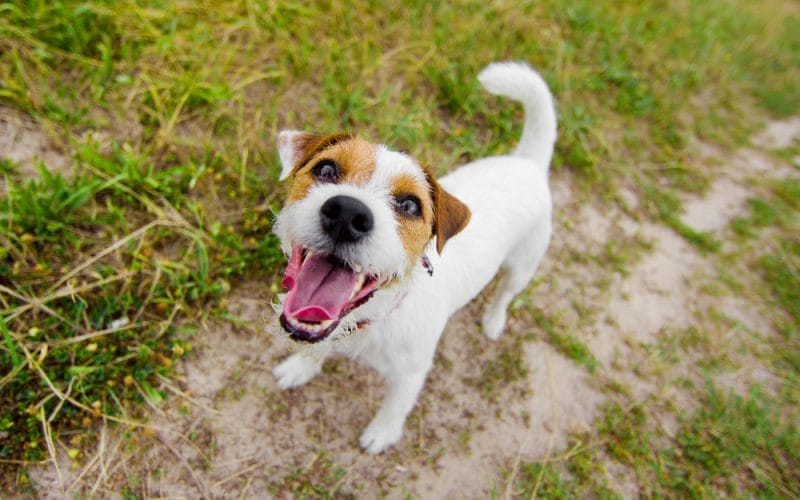 Understanding The Mind Behind The Bark: Dog Behavior Guide