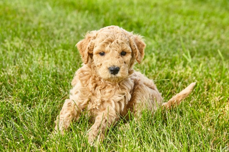 Labradoodle: Factors To Consider Before Adopting