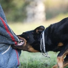 12 Small Guard Dogs | Best Small Dog Breeds To Protect You